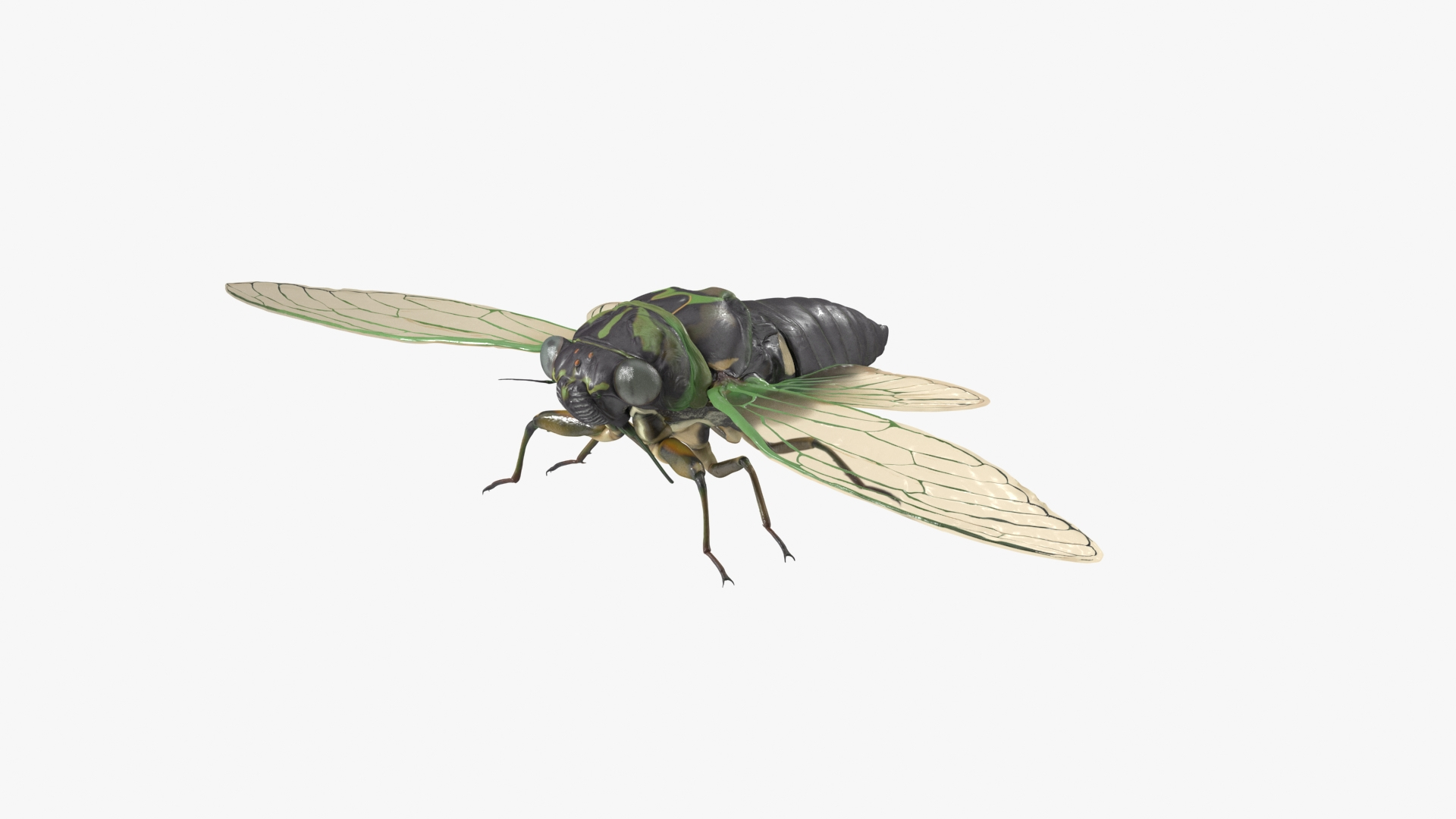 3D Cicada - TurboSquid 2049102