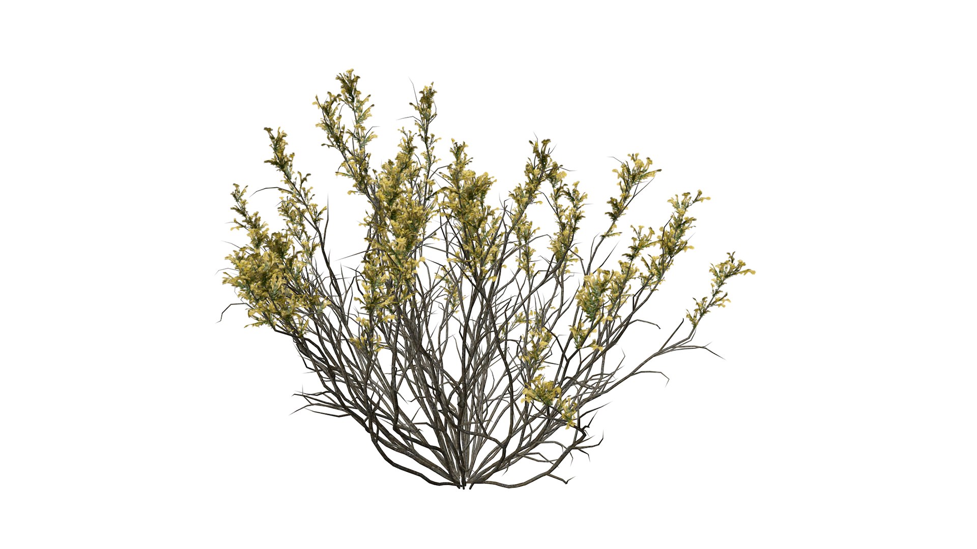 Broom Snakeweed Plants With Flowers Collection 3D Model - TurboSquid ...
