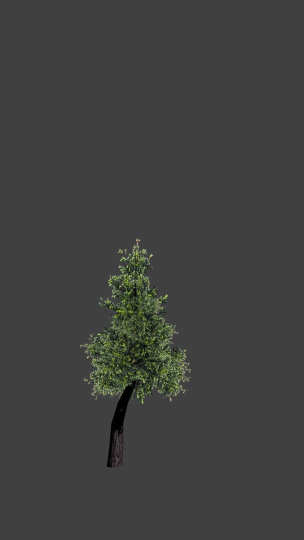 3d Pine Trees Model
