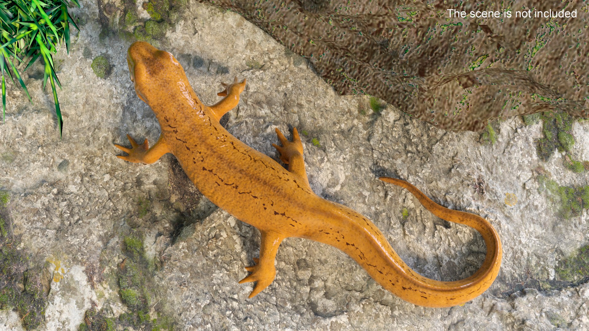 3D Model European Newt Crawling Pose - TurboSquid 2144110