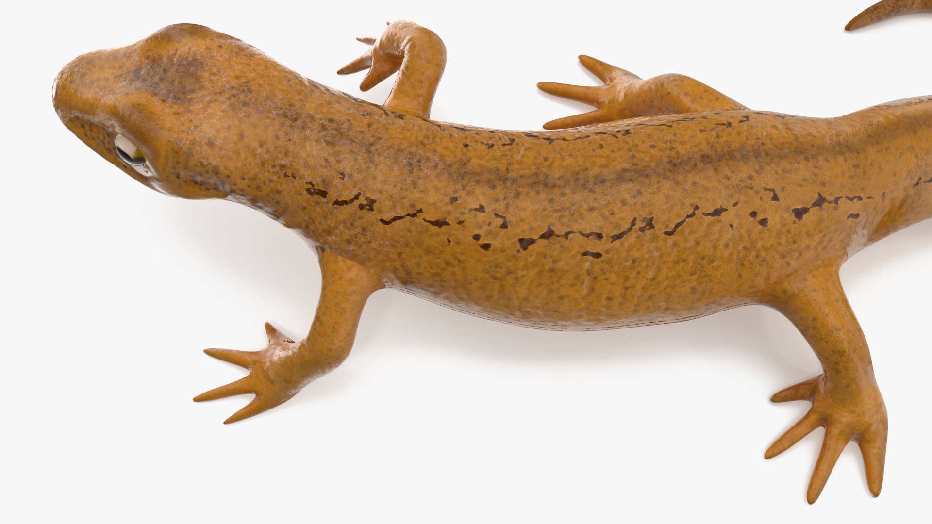 3D Model European Newt Crawling Pose - TurboSquid 2144110