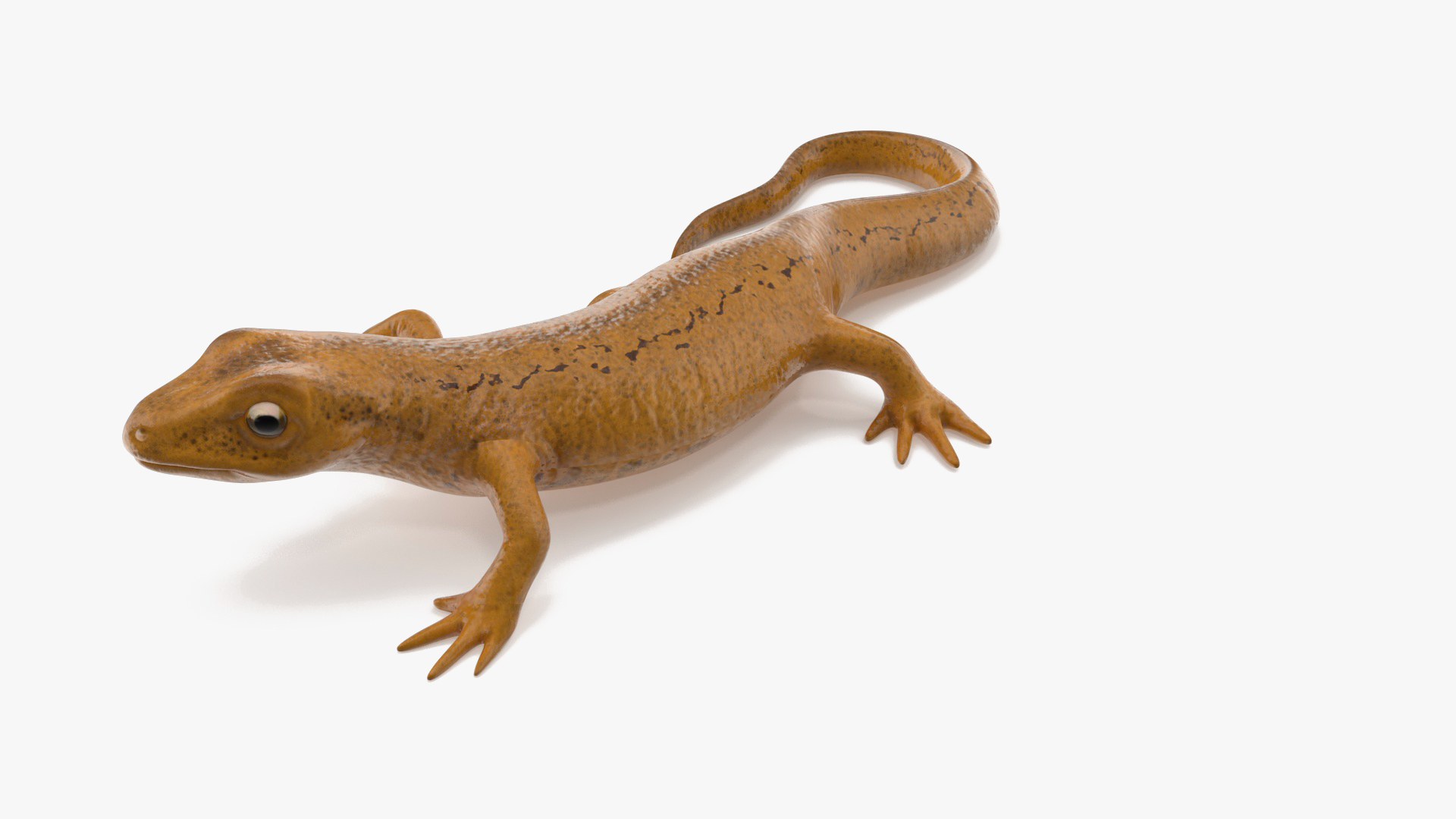 3D Model European Newt Crawling Pose - TurboSquid 2144110
