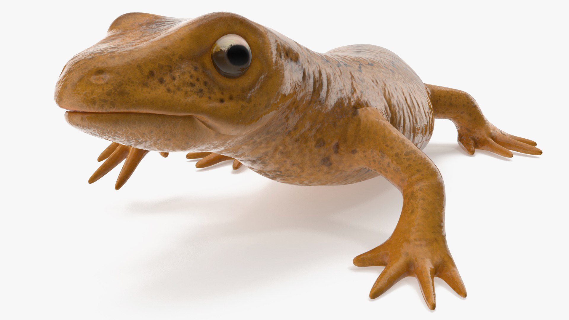 3D Model European Newt Crawling Pose - TurboSquid 2144110