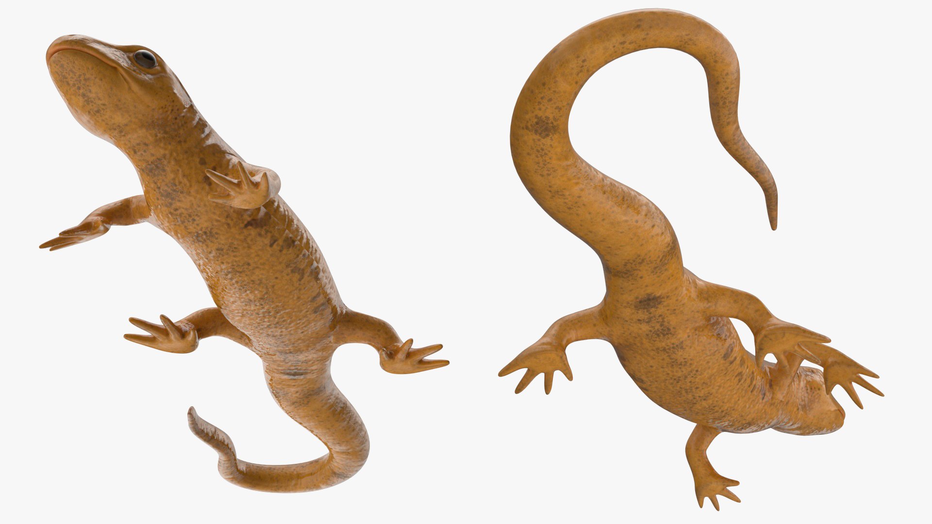 3D Model European Newt Crawling Pose - TurboSquid 2144110