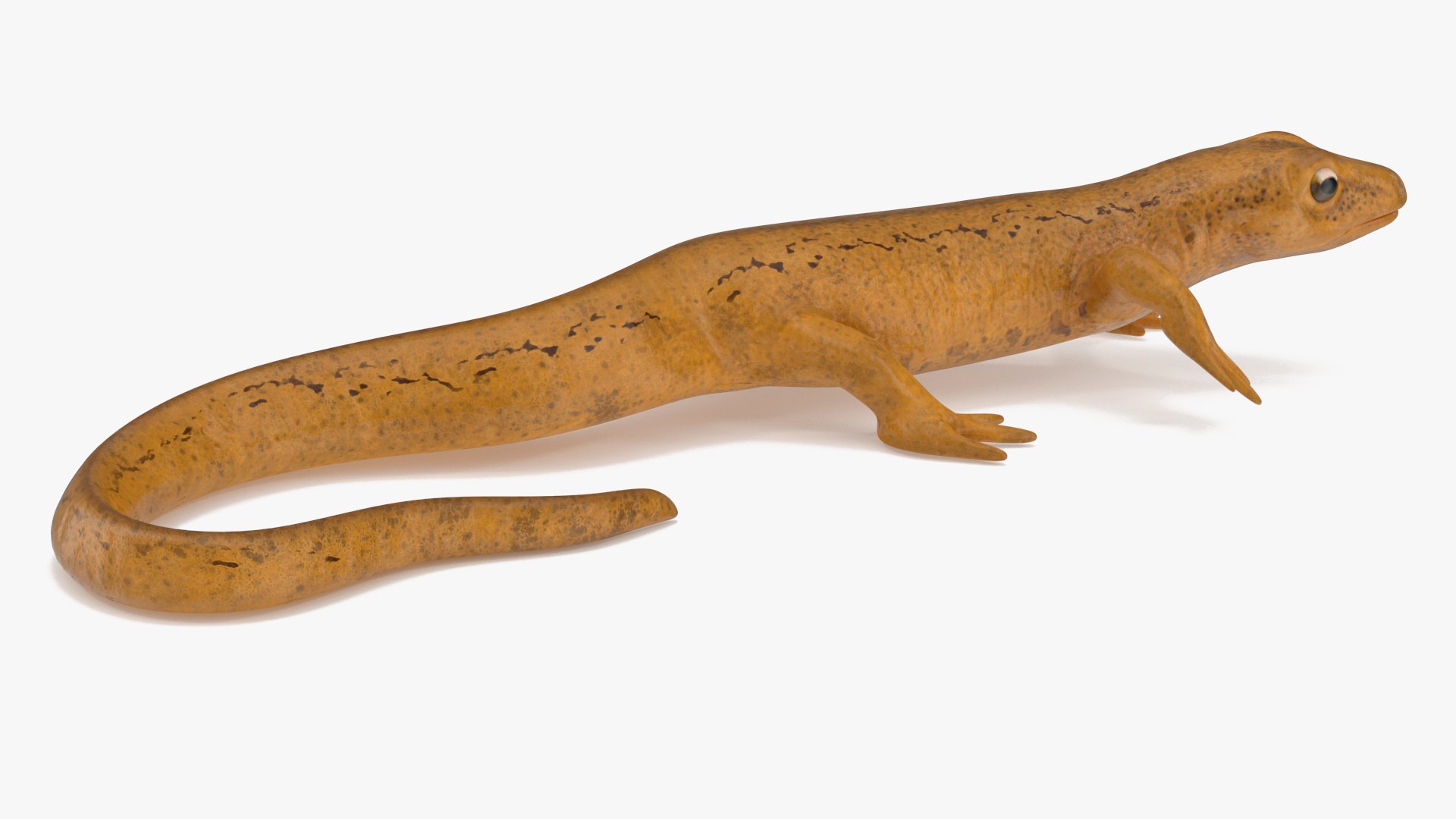 3D Model European Newt Crawling Pose - TurboSquid 2144110