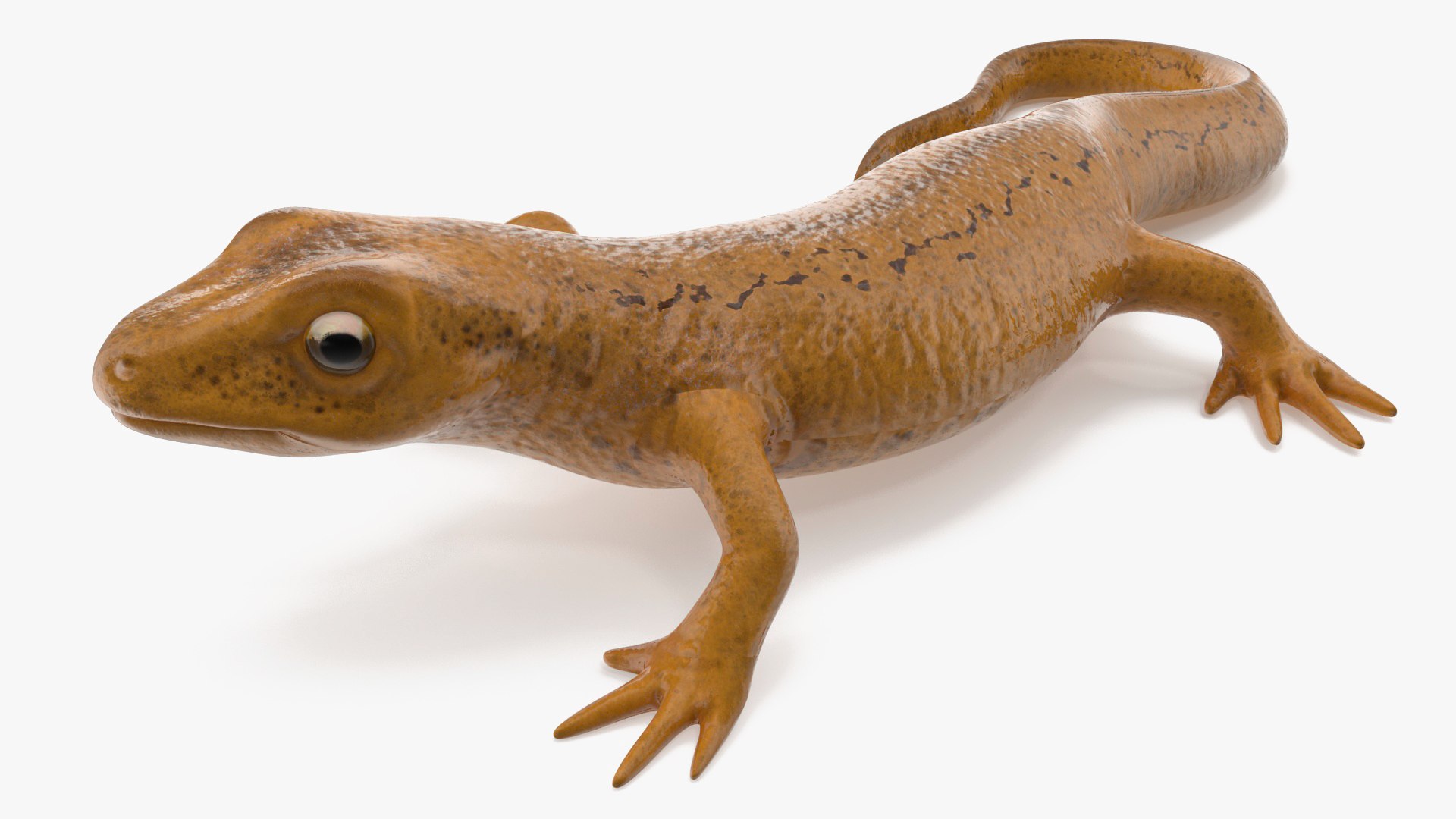3D Model European Newt Crawling Pose - TurboSquid 2144110