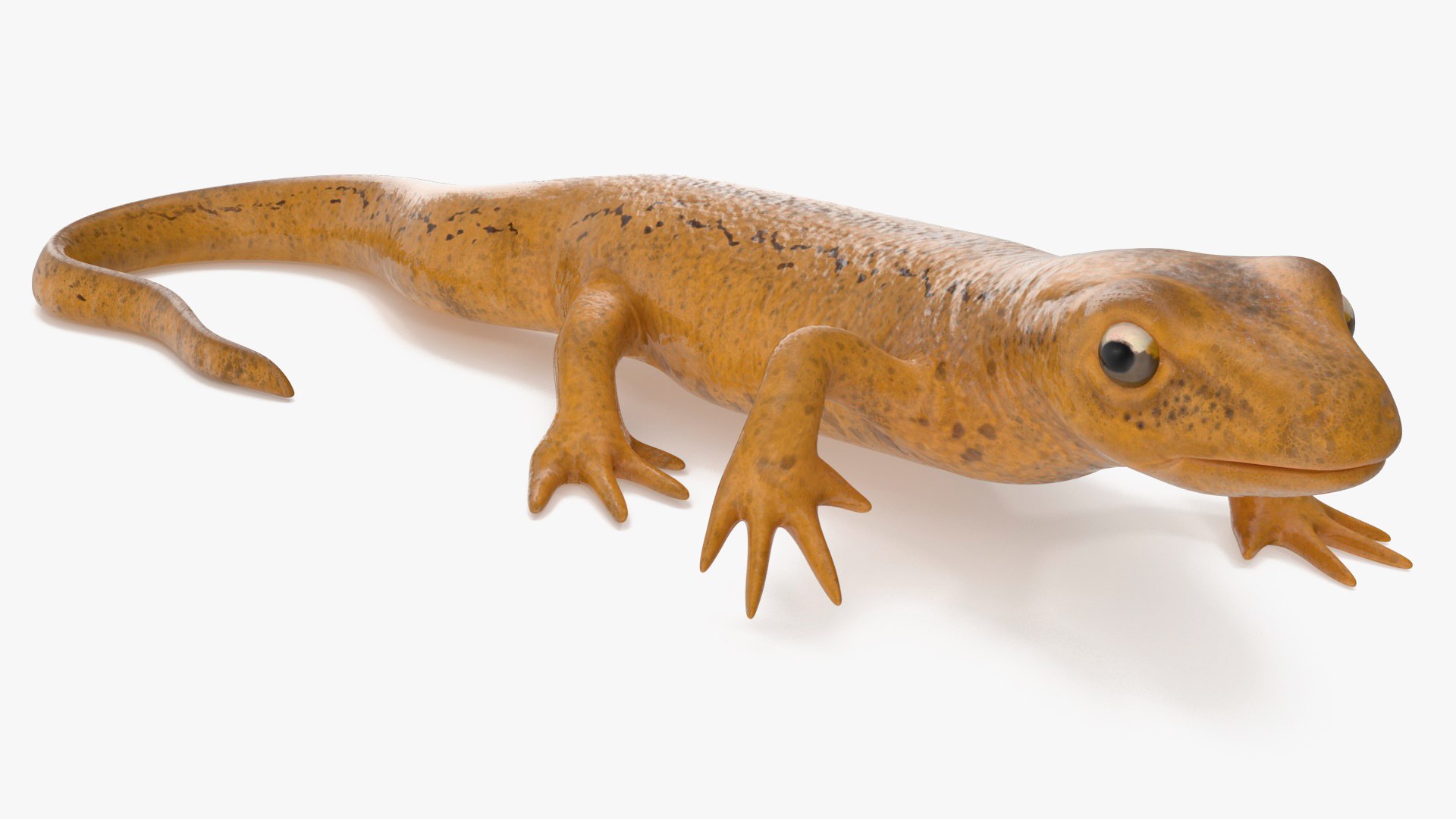 3D model European Newt Crawling Pose - TurboSquid 2144110