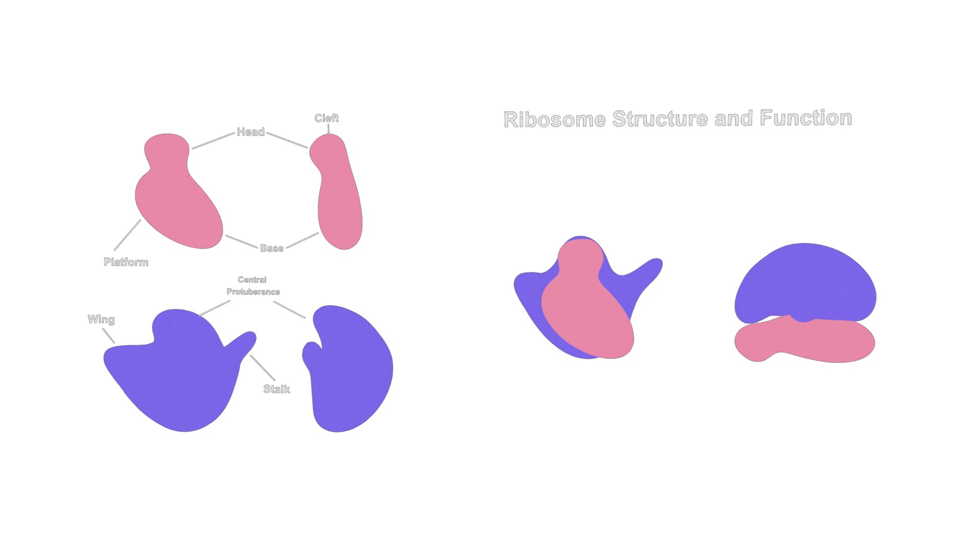 3D Ribosome Structure And Function - TurboSquid 2141083