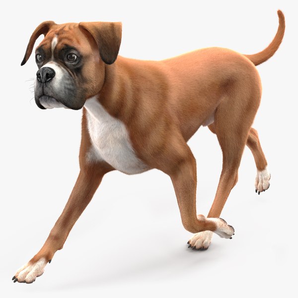 modelo 3d Perro corriendo con piel de boxer - TurboSquid 2250324