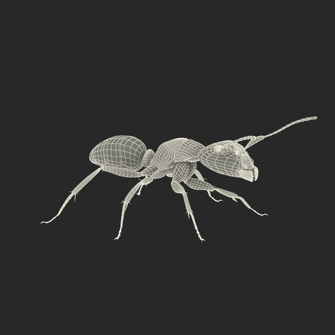 3d red ant rigged model