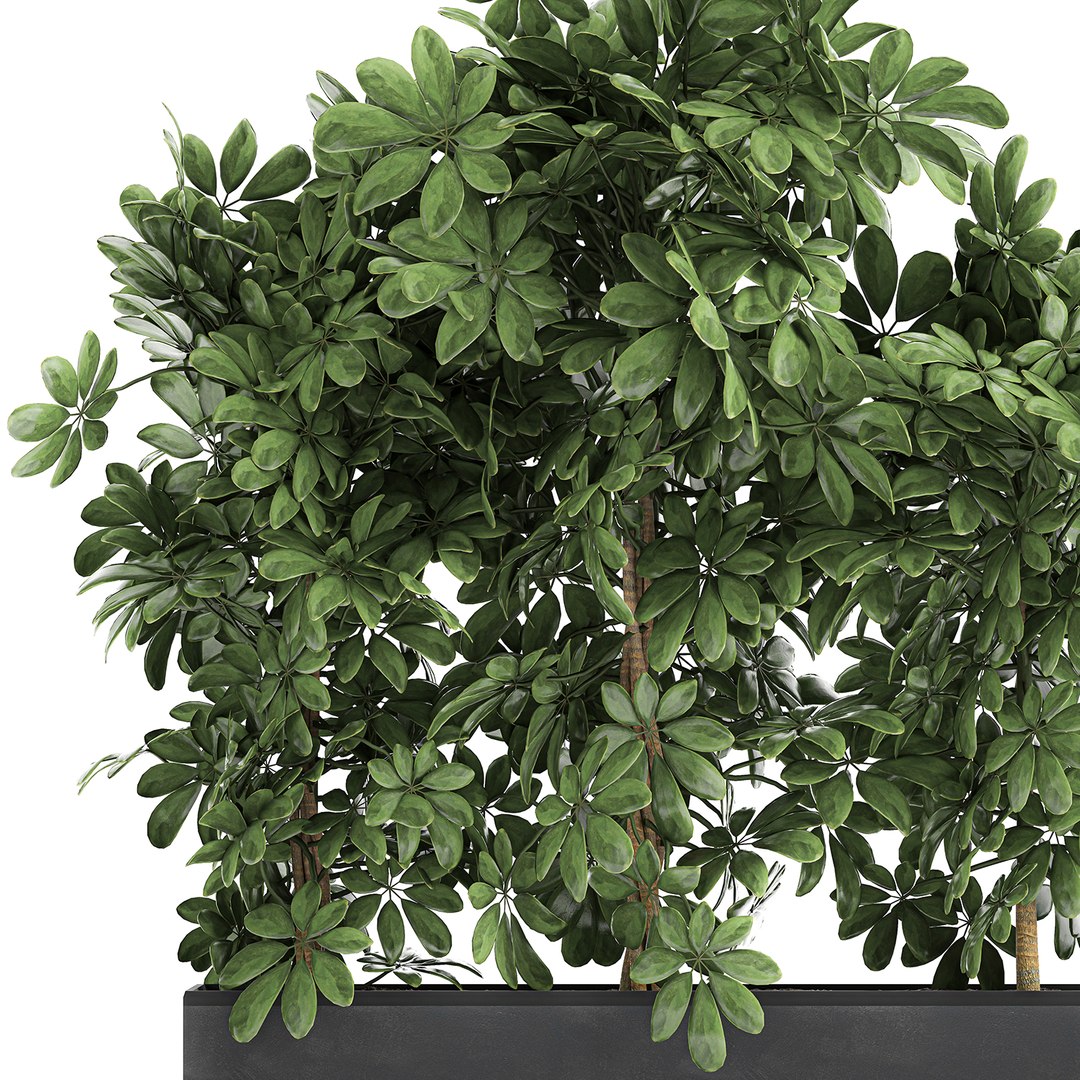 Decorative Schefflera Flowerpots Pots 3D Model - TurboSquid 1650792