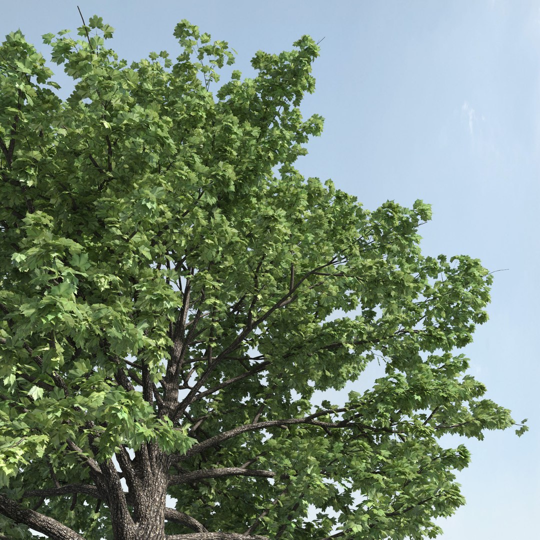 3D trees 3 - TurboSquid 1349218