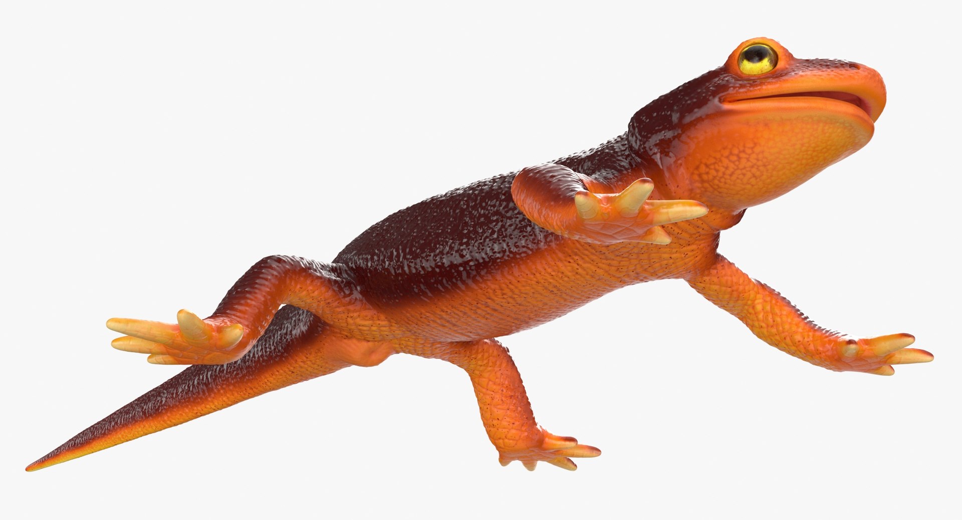 Newt 3D Model - TurboSquid 2074677