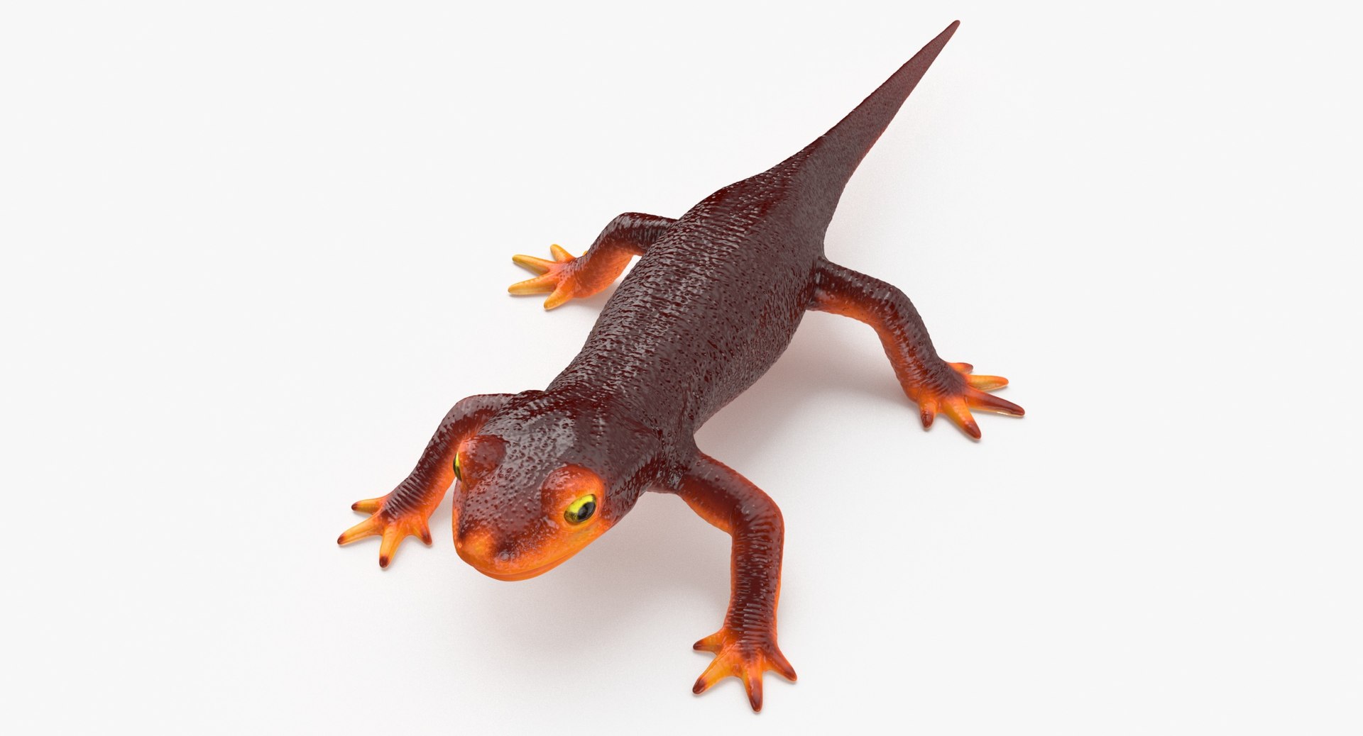 Newt 3D model - TurboSquid 2074677