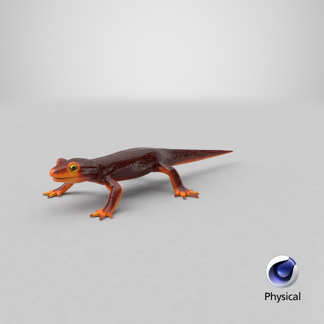 Newt 3D model - TurboSquid 2074677