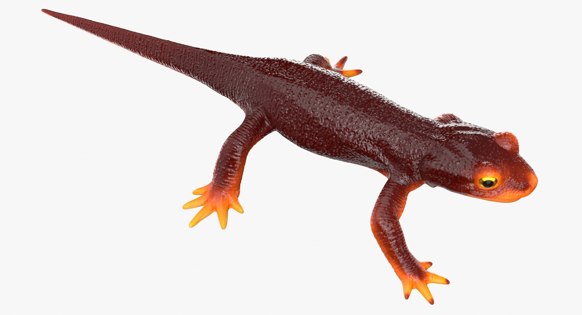 Newt 3D Model - TurboSquid 2074677