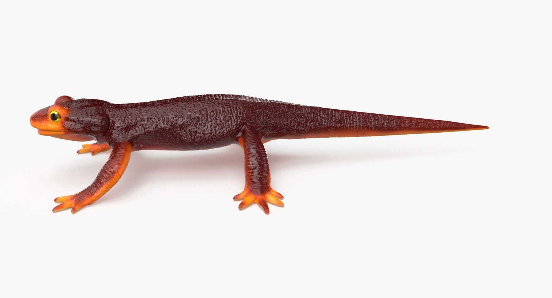Newt 3D Model - TurboSquid 2074677