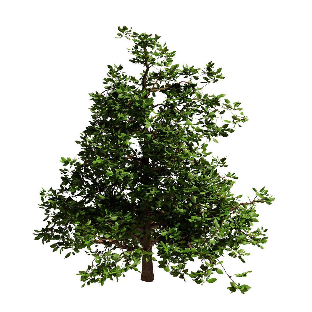 Small Tree 3D - TurboSquid 2071633