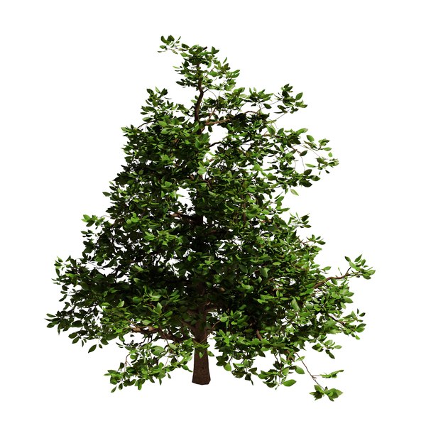 3D модель Small Tree - TurboSquid 2071633