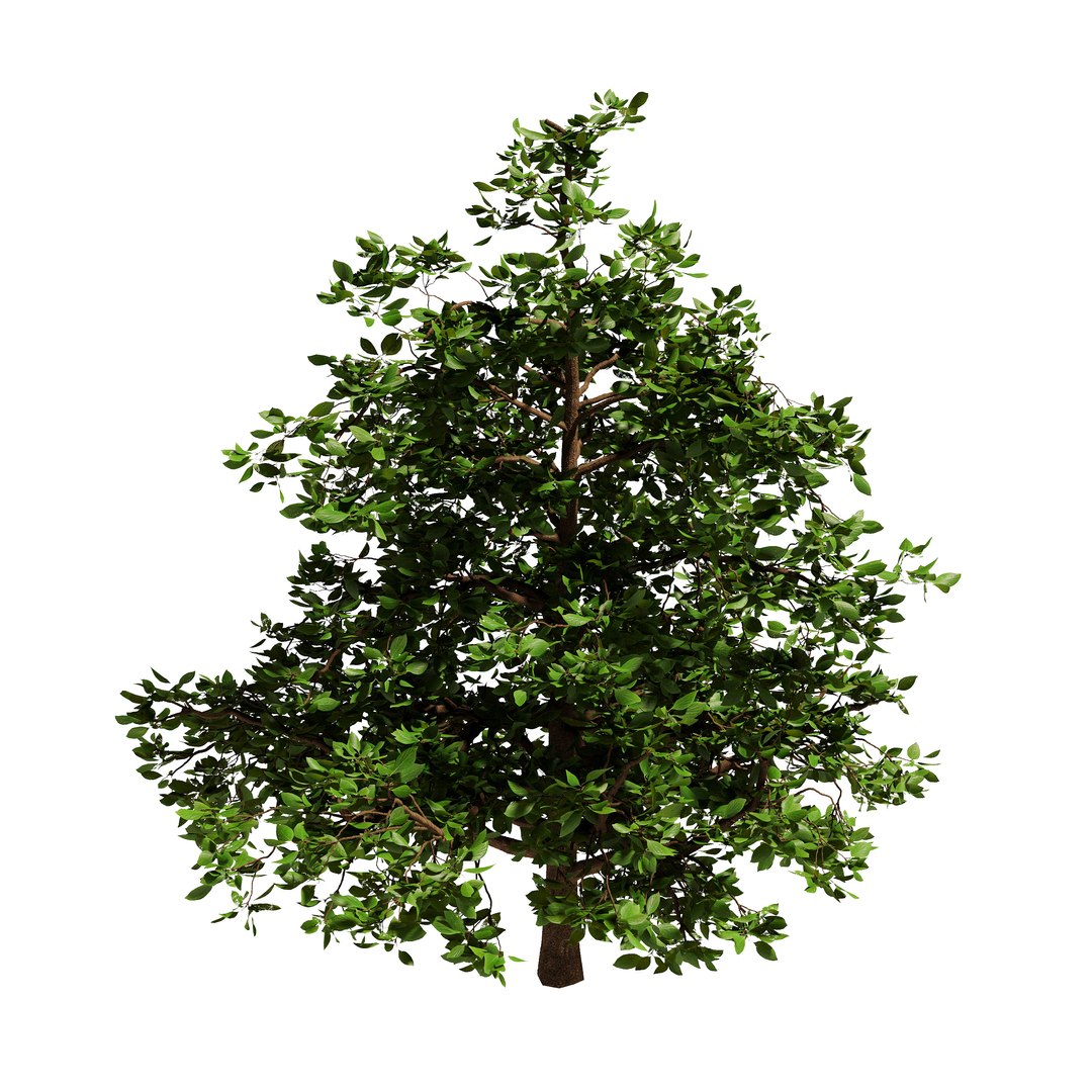 Small Tree 3D - TurboSquid 2071633