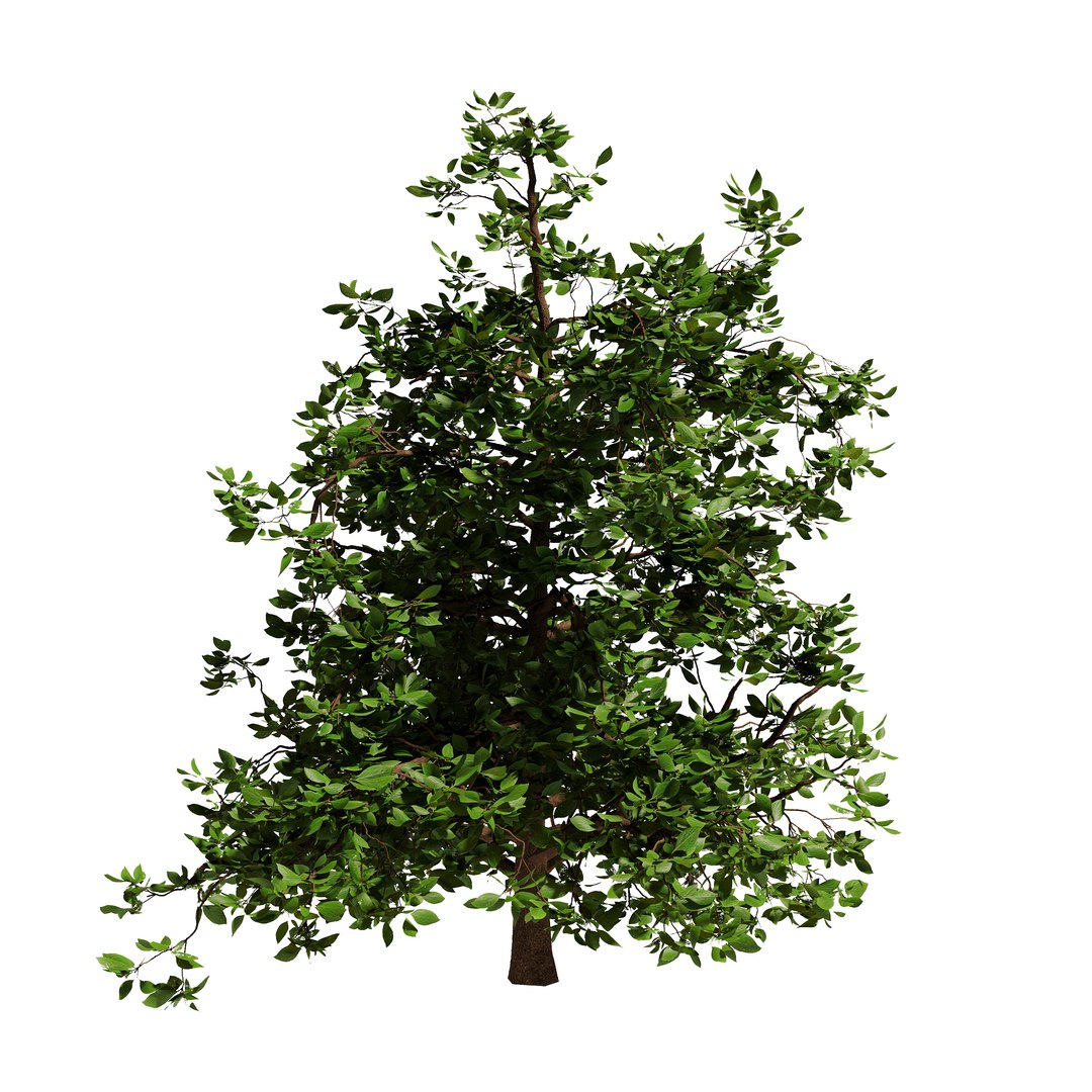 Small Tree 3D - TurboSquid 2071633