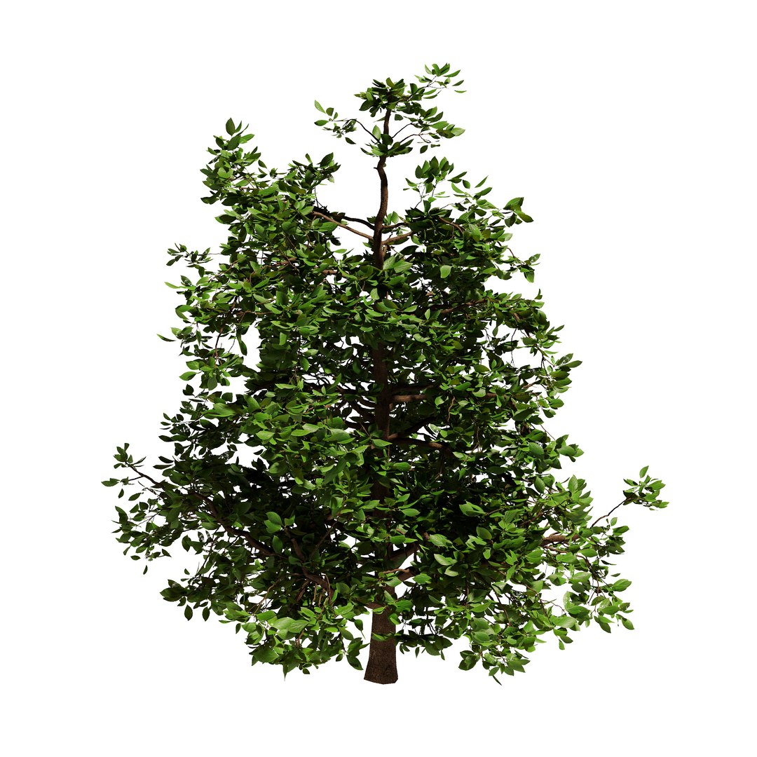 Small Tree 3D - TurboSquid 2071633