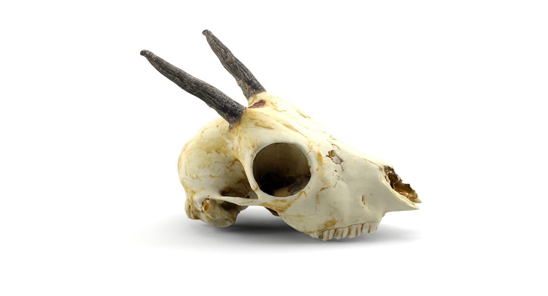 Gazelle Skull Animations 3d Max