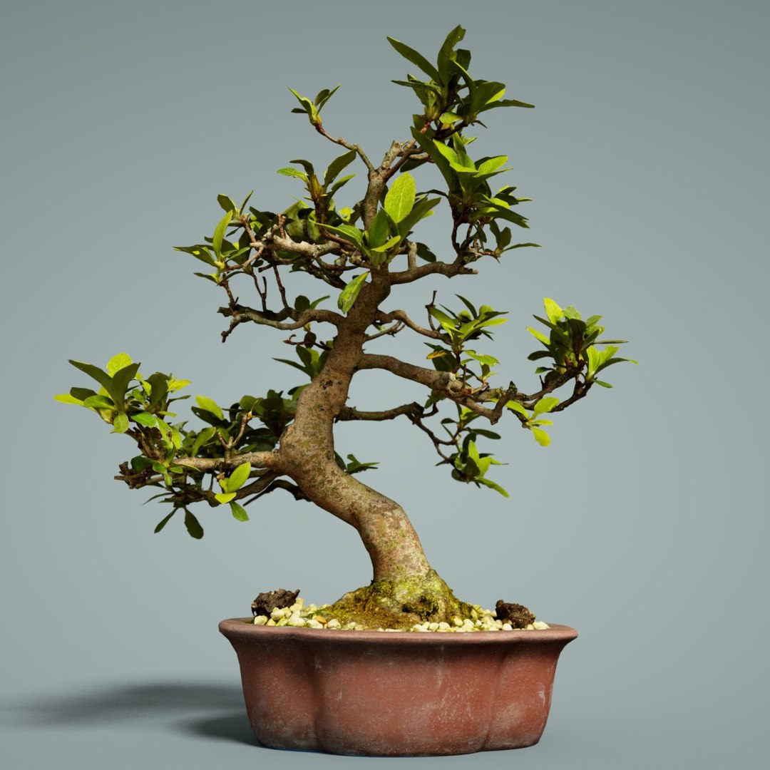 3D Bonsai Tree Model - TurboSquid 1154318