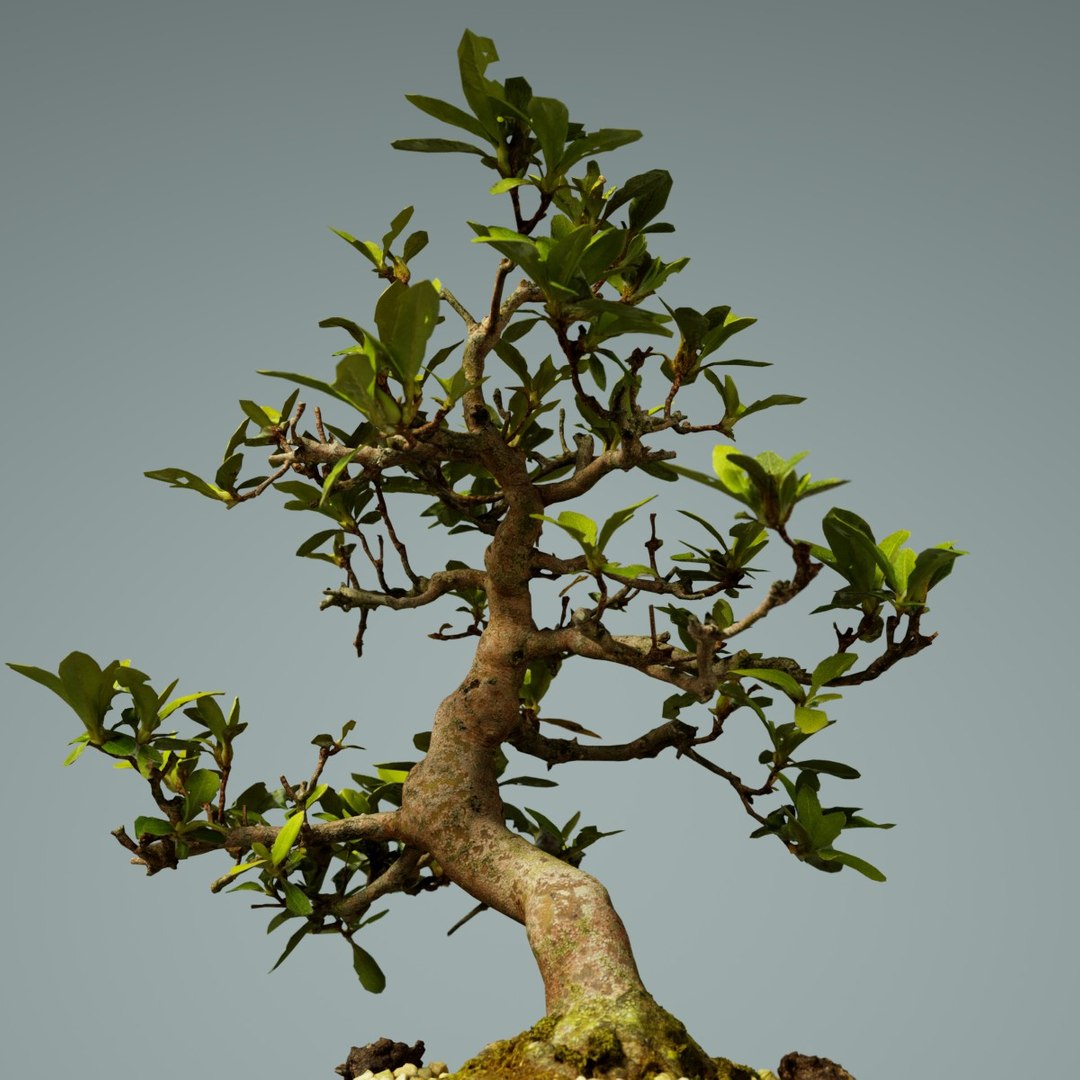 3D Bonsai Tree Model - TurboSquid 1154318