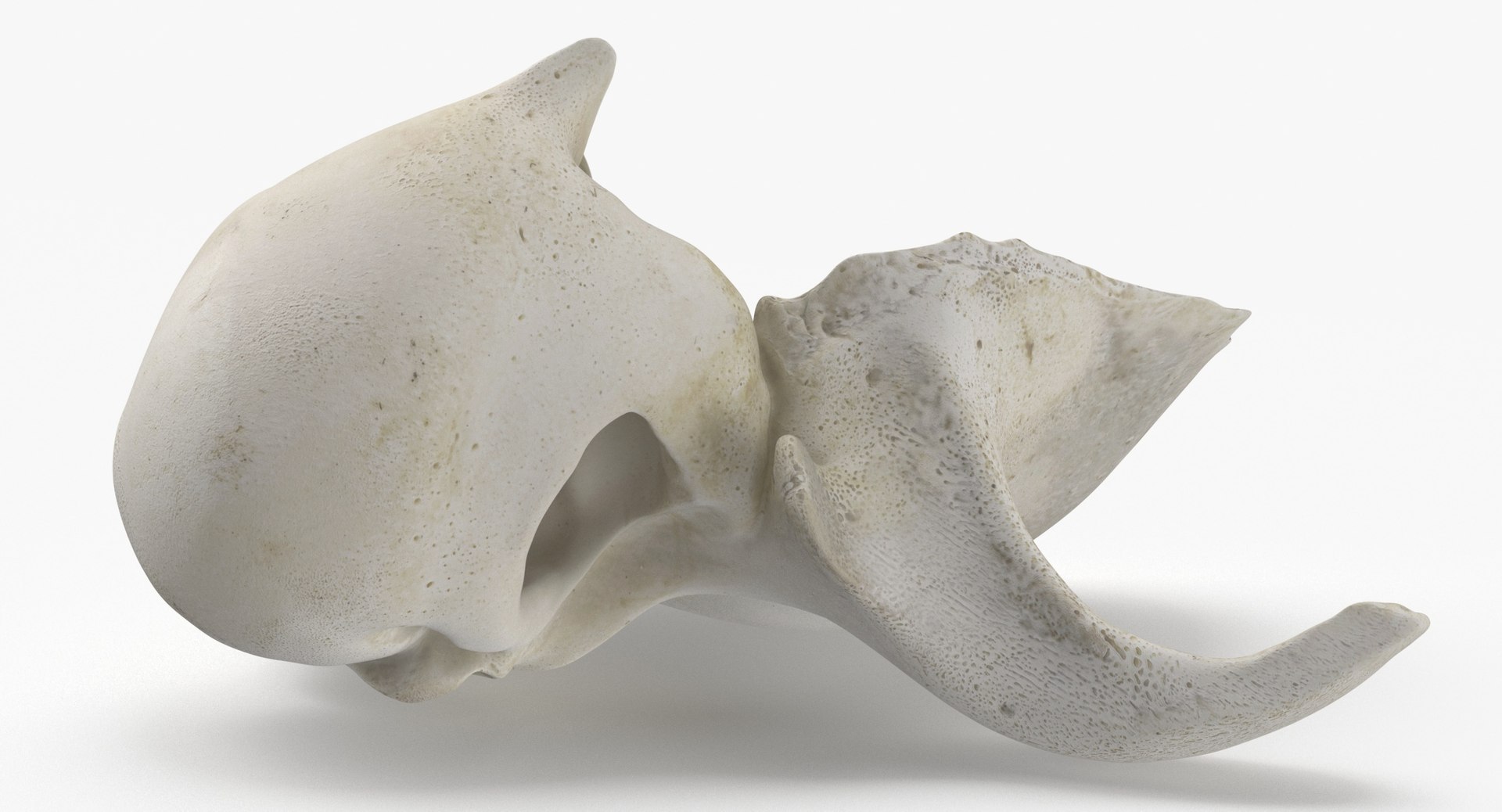 Domestic Cat Petrous Part Of The Temporal Bone 01 3D - TurboSquid 1869436