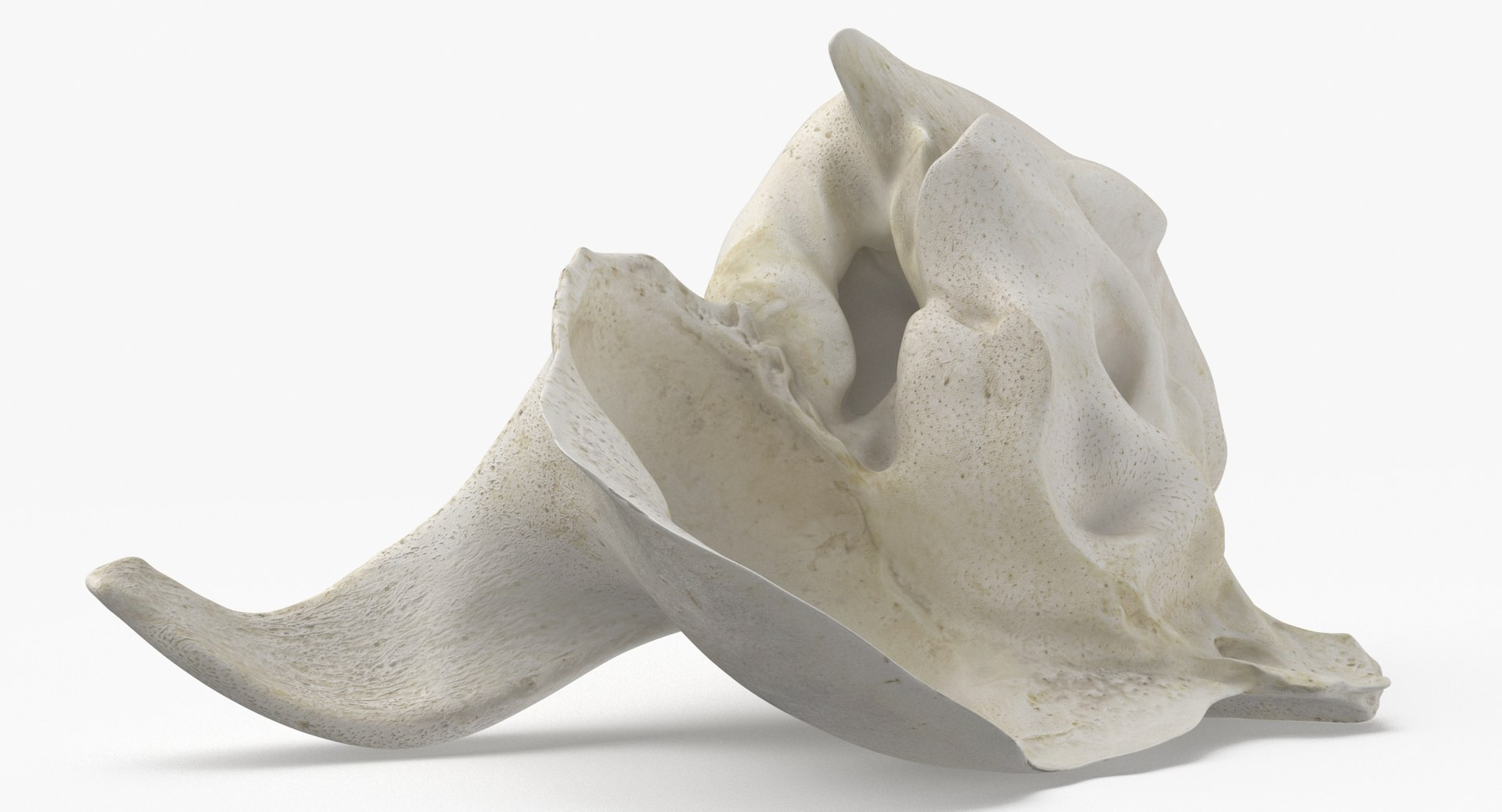 Domestic Cat Petrous Part Of The Temporal Bone 01 3D - TurboSquid 1869436