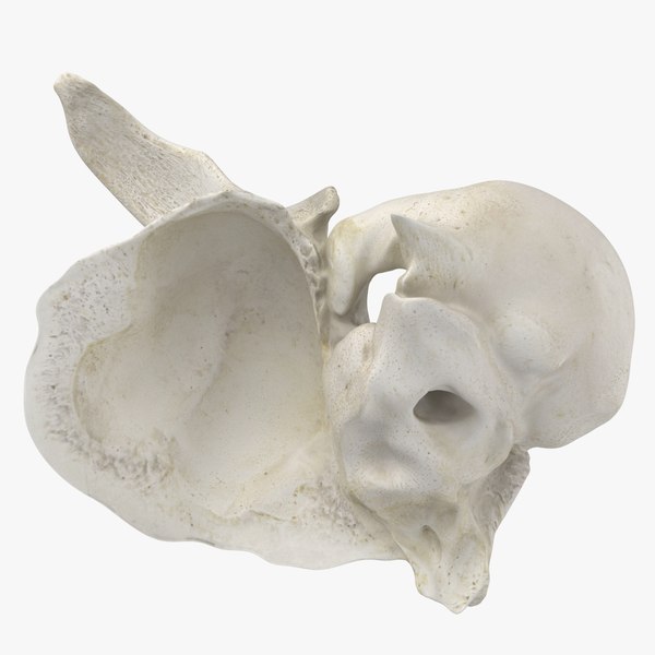 Domestic Cat Petrous Part Of The Temporal Bone 01 3D - TurboSquid 1869436