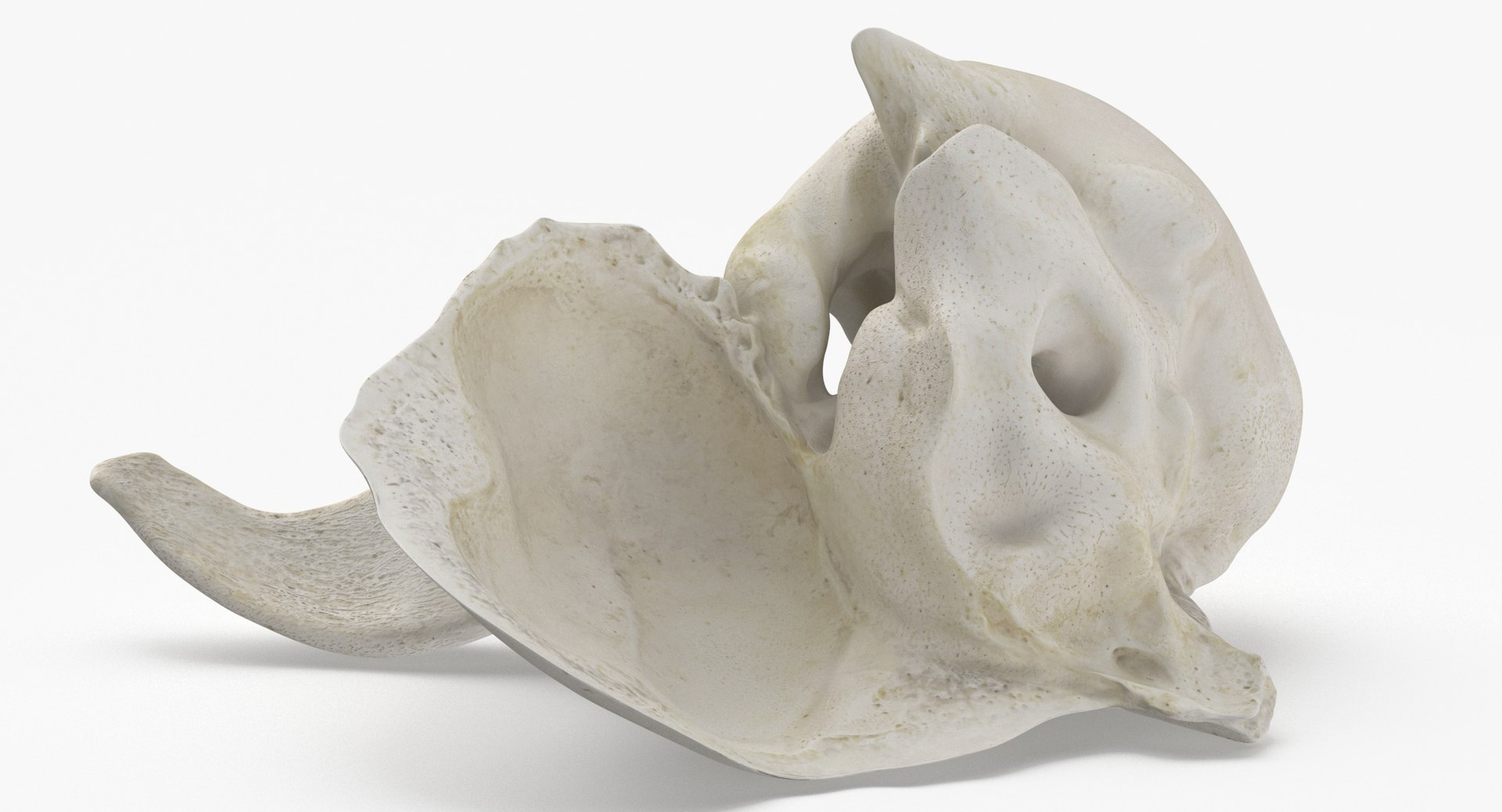 Domestic Cat Petrous Part Of The Temporal Bone 01 3D - TurboSquid 1869436