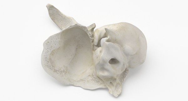 Domestic Cat Petrous Part Of The Temporal Bone 01 3D - TurboSquid 1869436