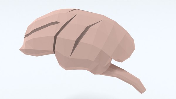 modelo 3d Cerebro de mono de dibujos animados de baja poli - TurboSquid ...