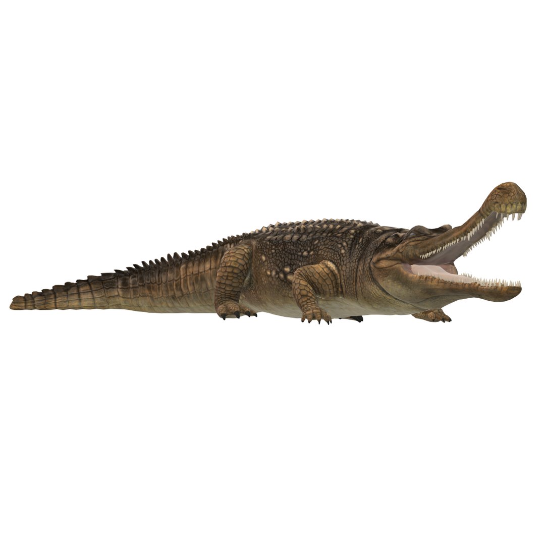 3D Sarcosuchus Model - TurboSquid 2346278