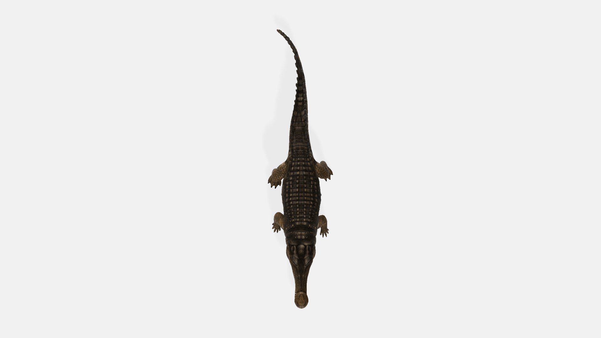 3D Sarcosuchus Model - TurboSquid 2346278