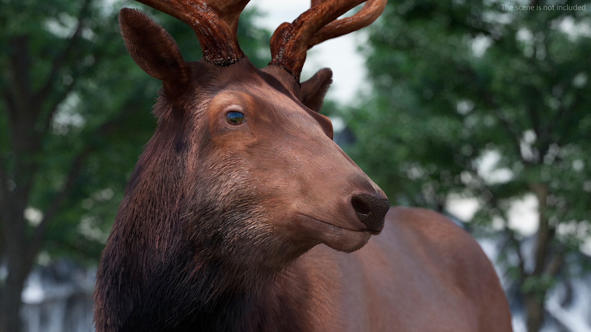 3D Realistic Elk Standing Pose With Fur Model - TurboSquid 2268297