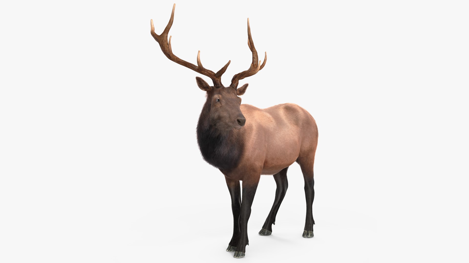 3D Realistic Elk Standing Pose With Fur Model - TurboSquid 2268297