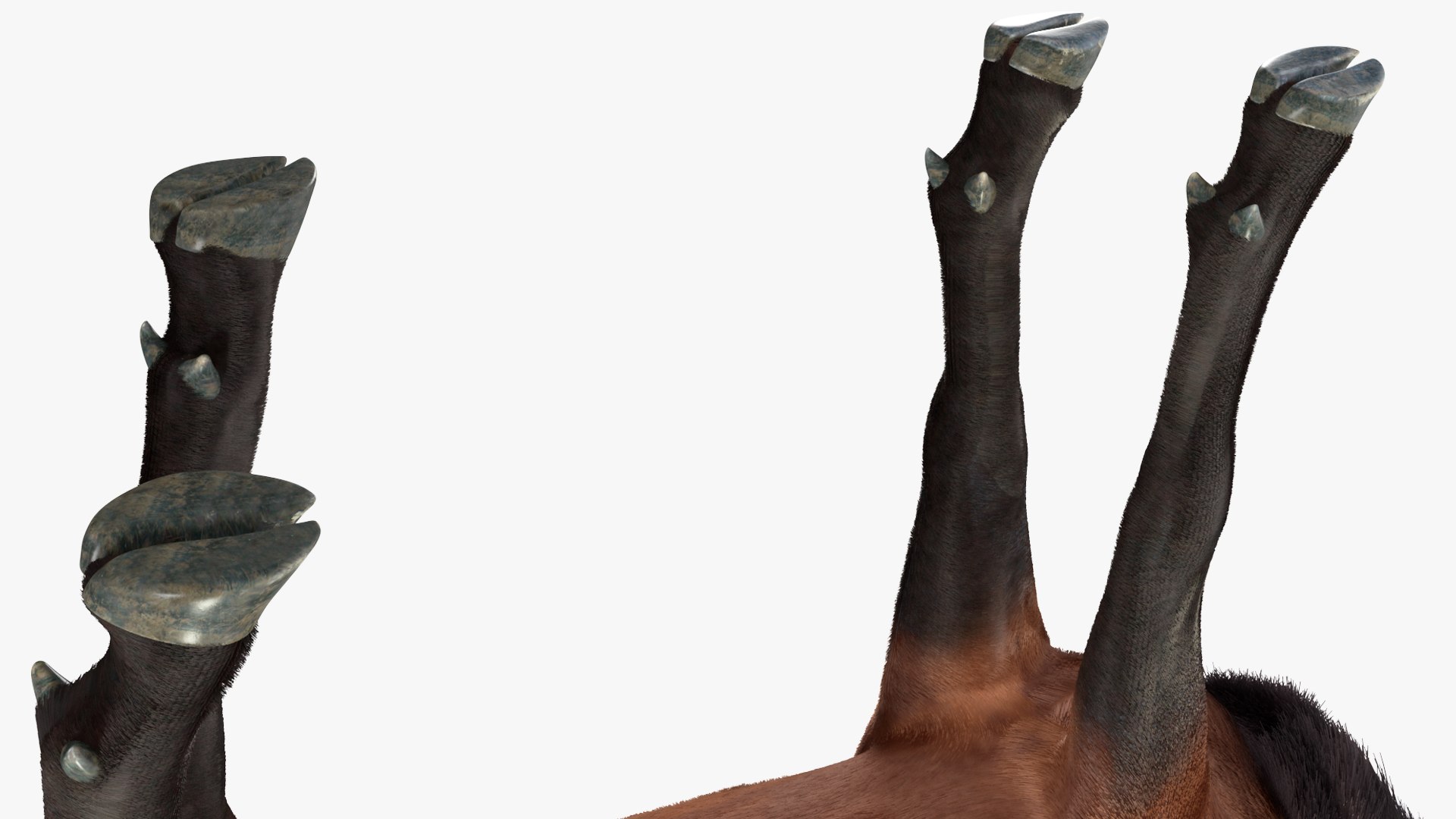 3D Realistic Elk Standing Pose With Fur Model - TurboSquid 2268297