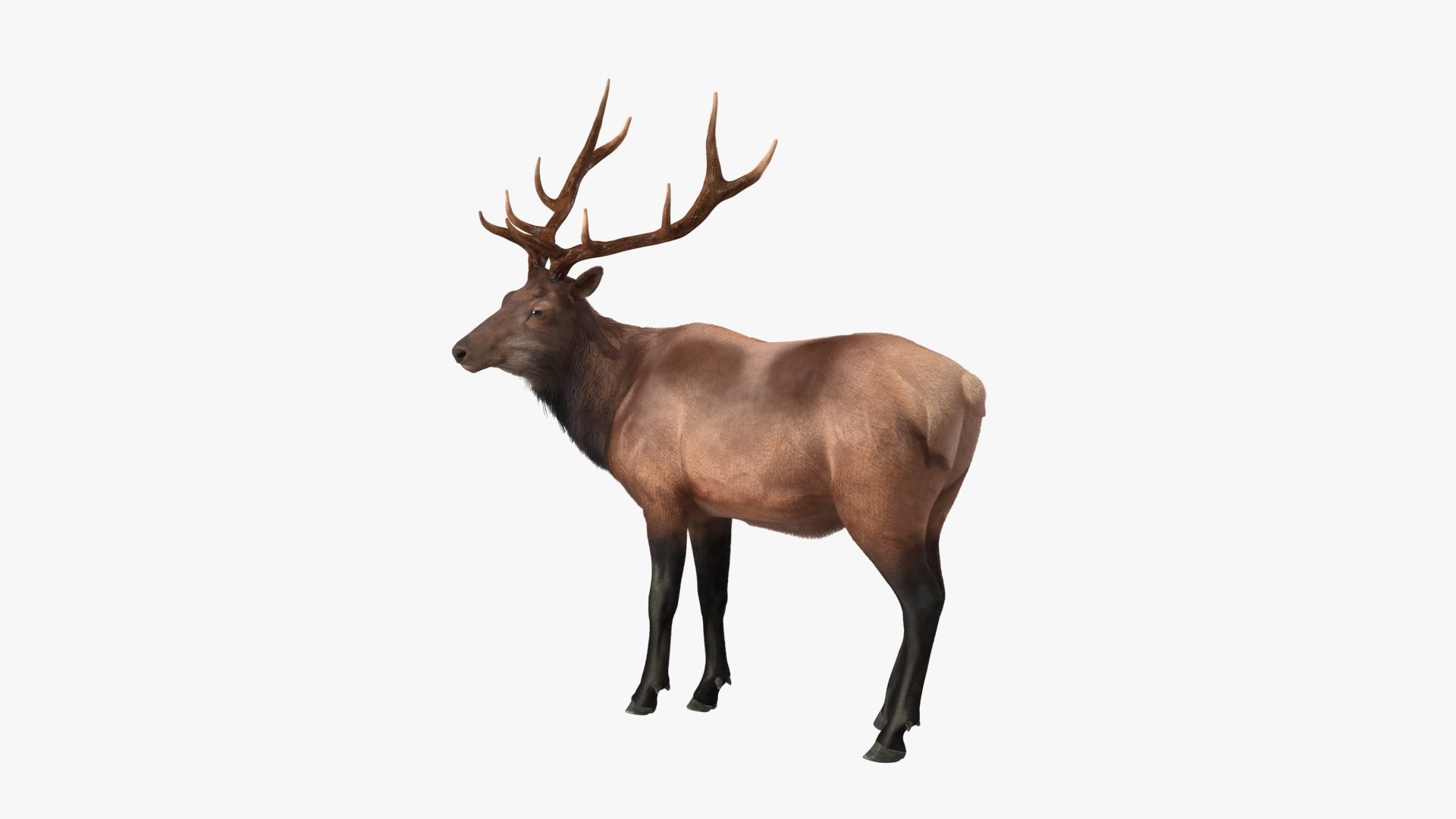 3D Realistic Elk Standing Pose With Fur Model - TurboSquid 2268297