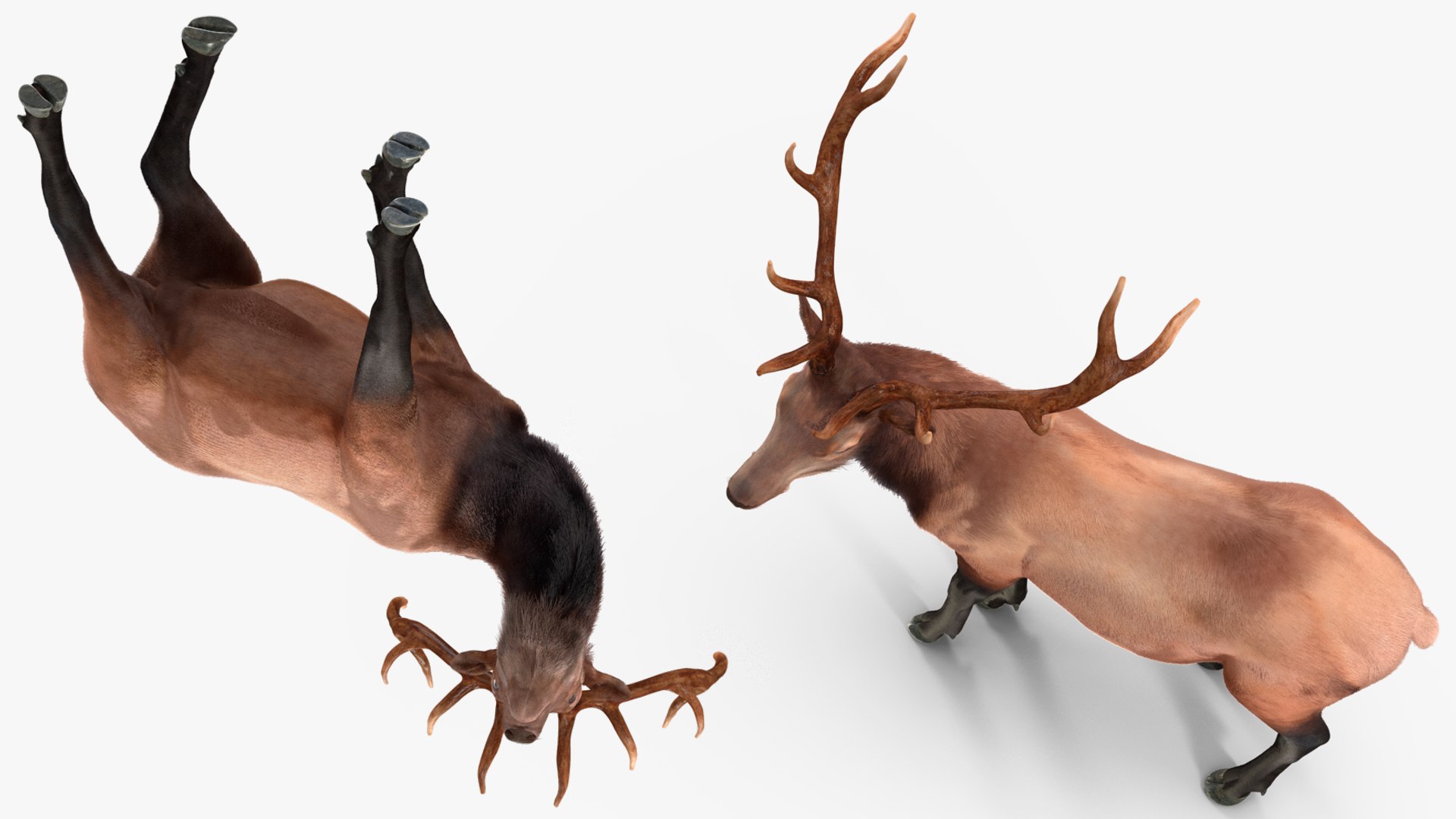 3D Realistic Elk Standing Pose With Fur Model - TurboSquid 2268297