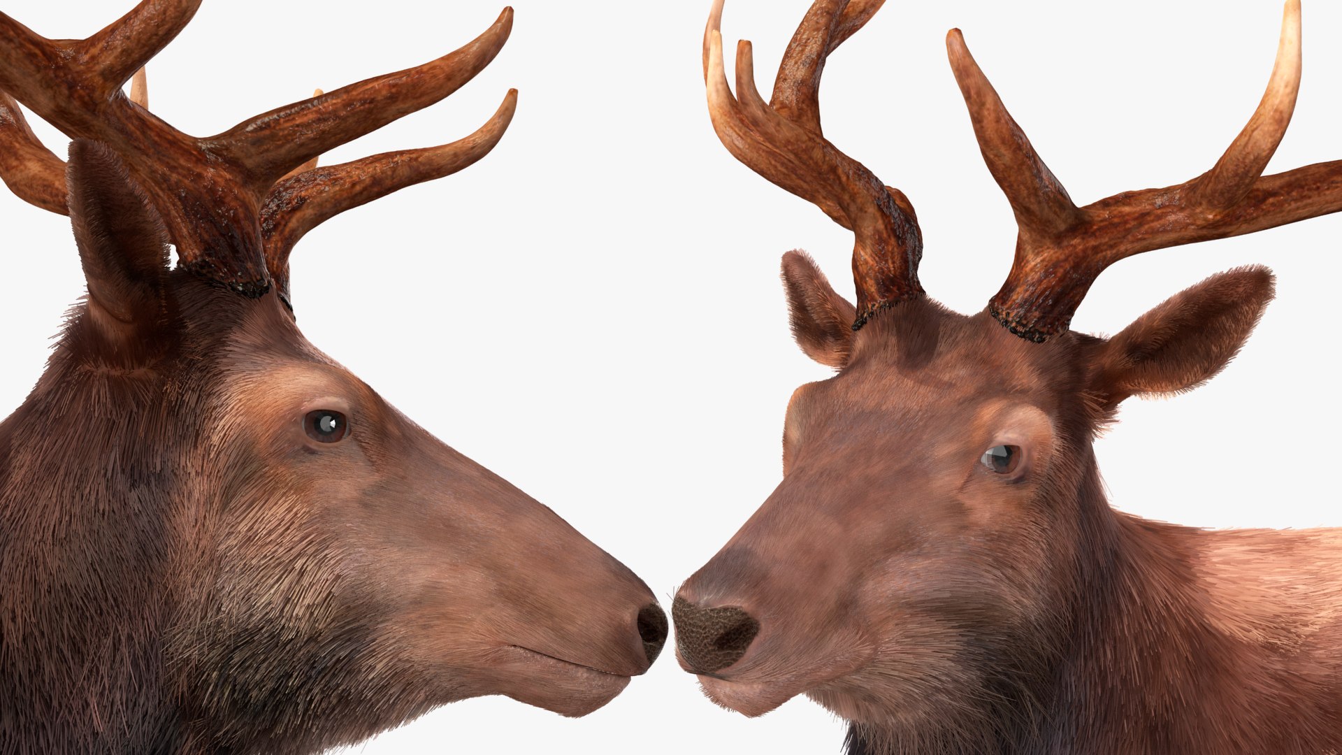 3D Realistic Elk Standing Pose With Fur Model - TurboSquid 2268297