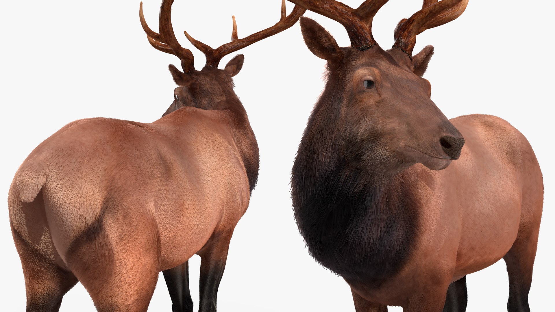 3D Realistic Elk Standing Pose With Fur Model - TurboSquid 2268297