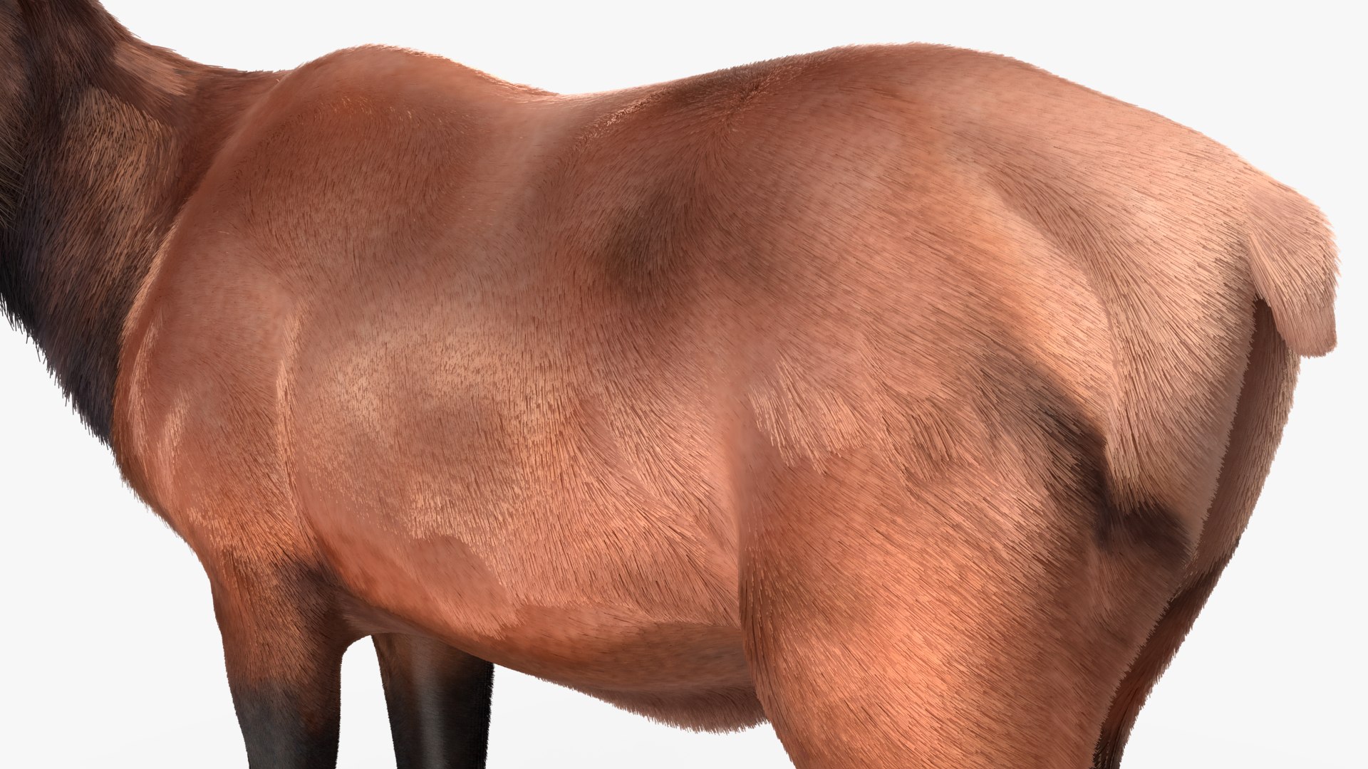 3D Realistic Elk Standing Pose With Fur Model - TurboSquid 2268297