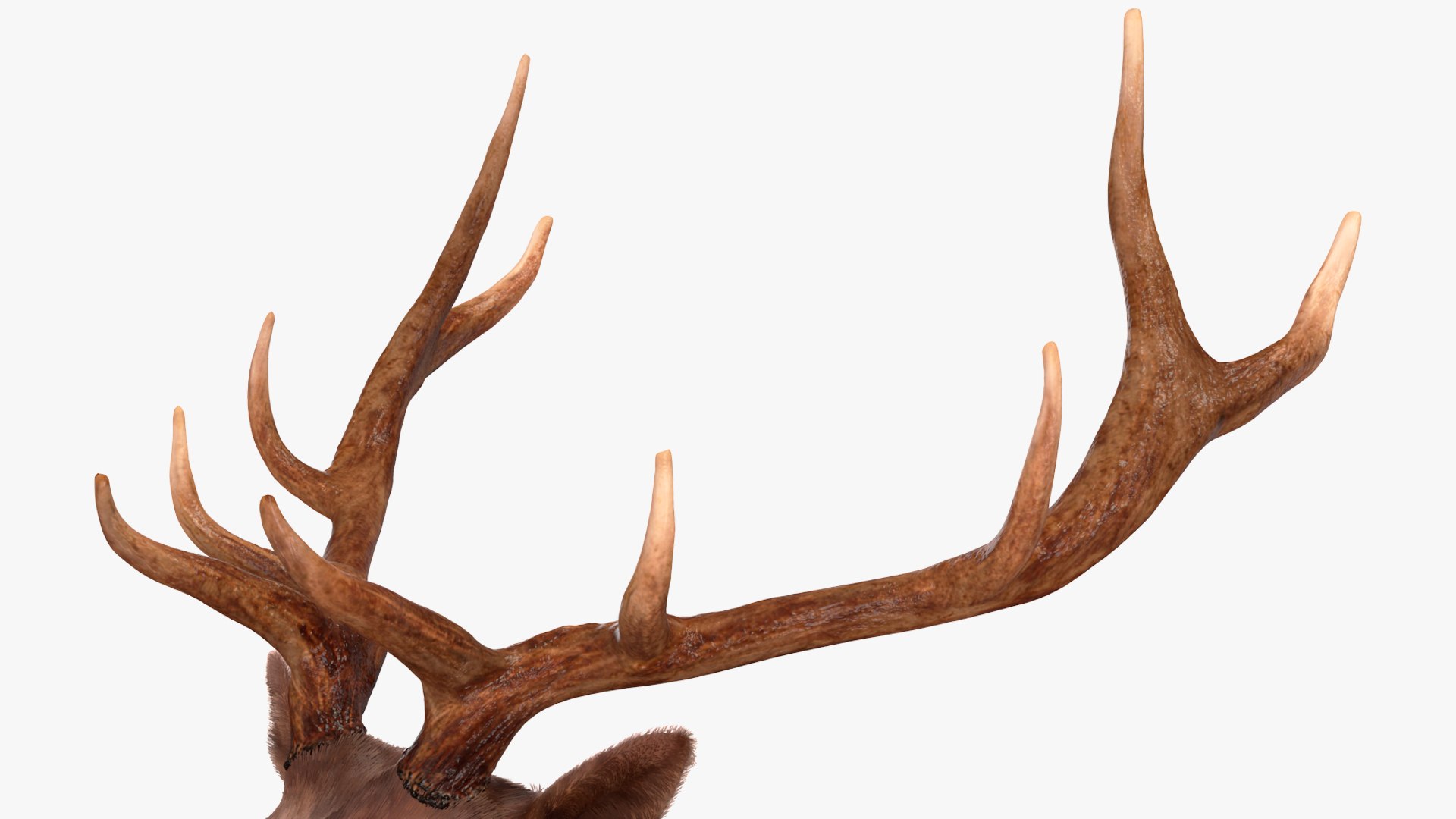 3D Realistic Elk Standing Pose With Fur Model - TurboSquid 2268297