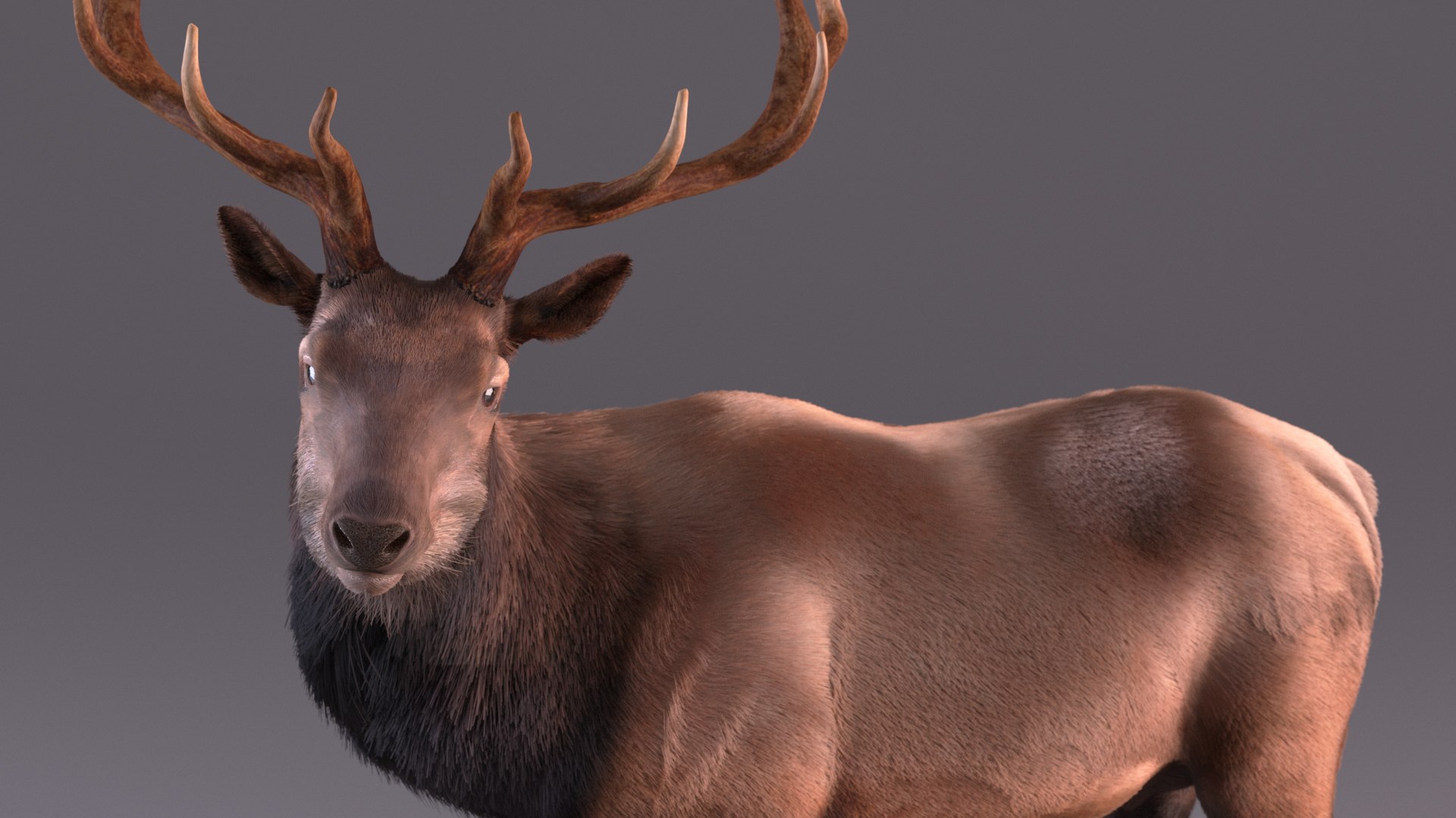 3D Realistic Elk Standing Pose With Fur Model - TurboSquid 2268297