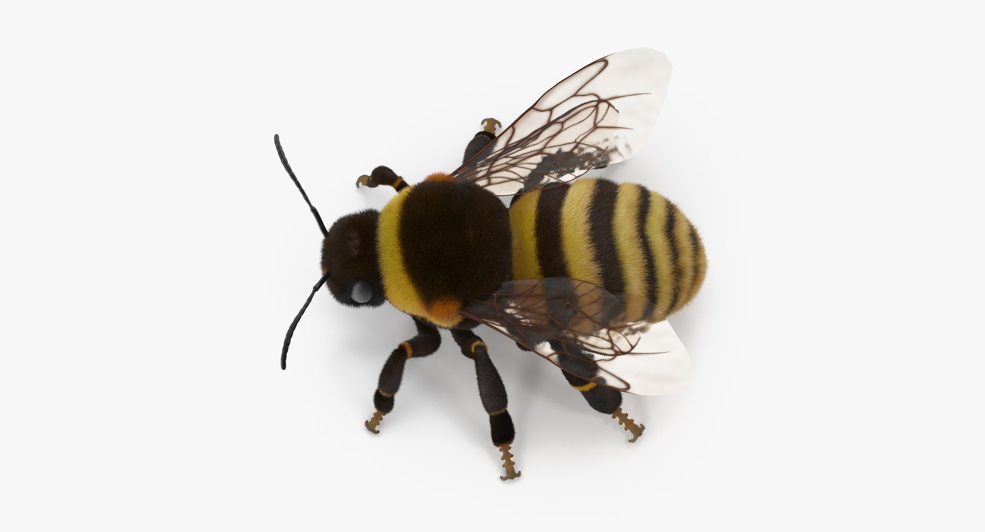 Max Bumblebee Animation Wings