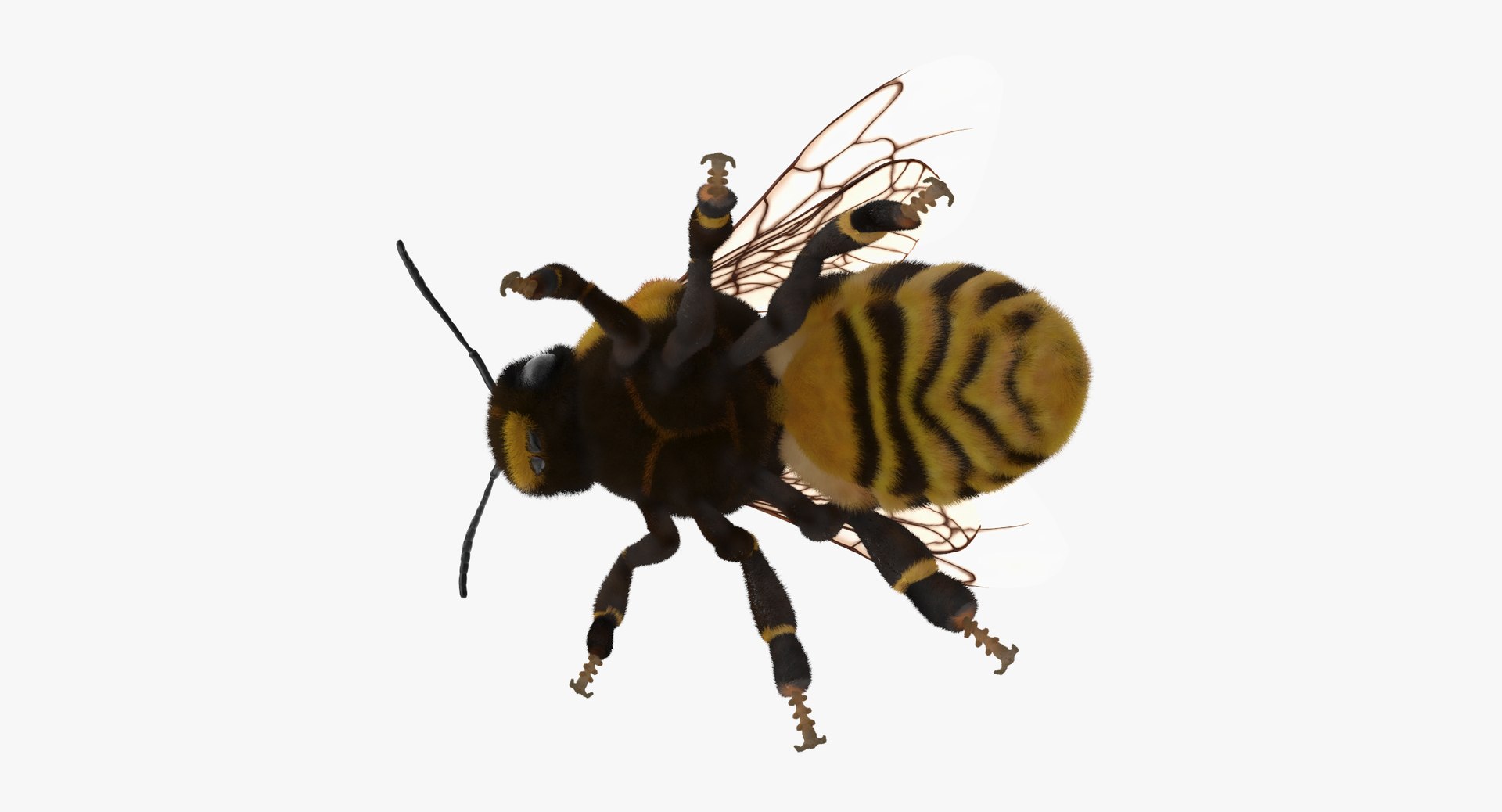 Max Bumblebee Animation Wings