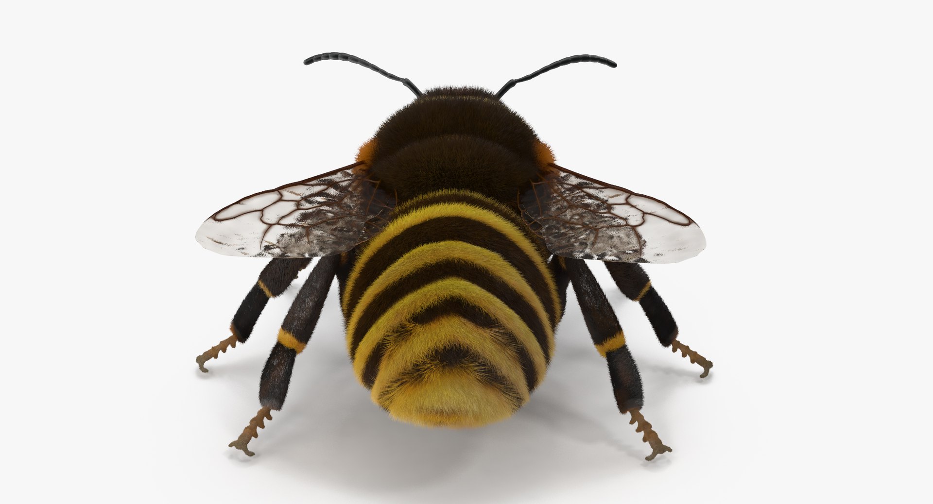 Max Bumblebee Animation Wings